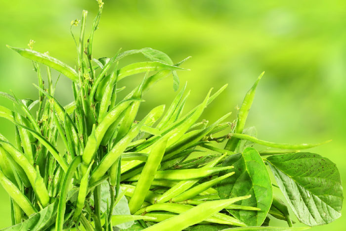 IGBR | Guar Gum